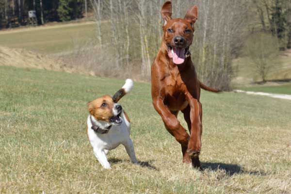 Hochwertiges Hundefutter aus Bayern 🔥 GrandoGreen